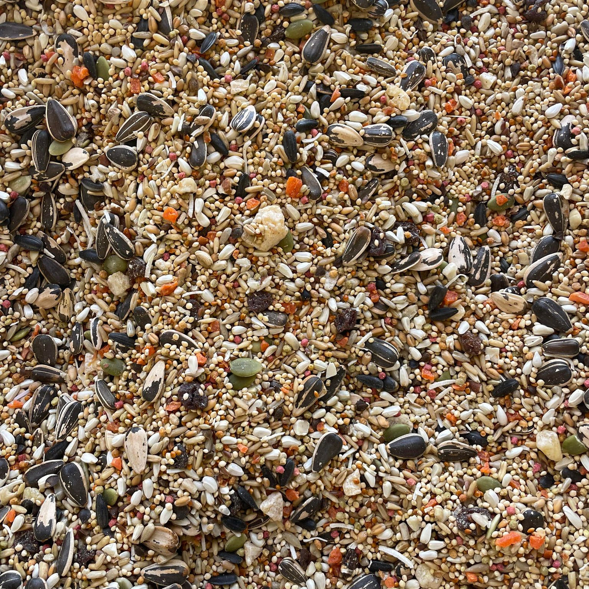 Sunburst Cockatiel - BULK FOOD BY THE POUND – Exotic Bird Shop