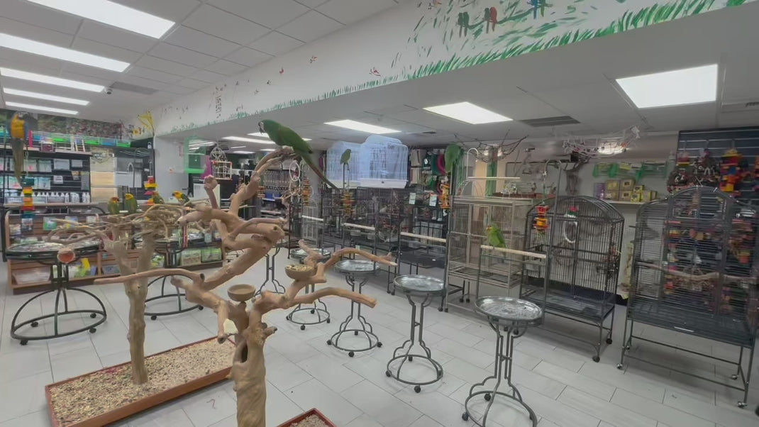 Exotic Bird Shop